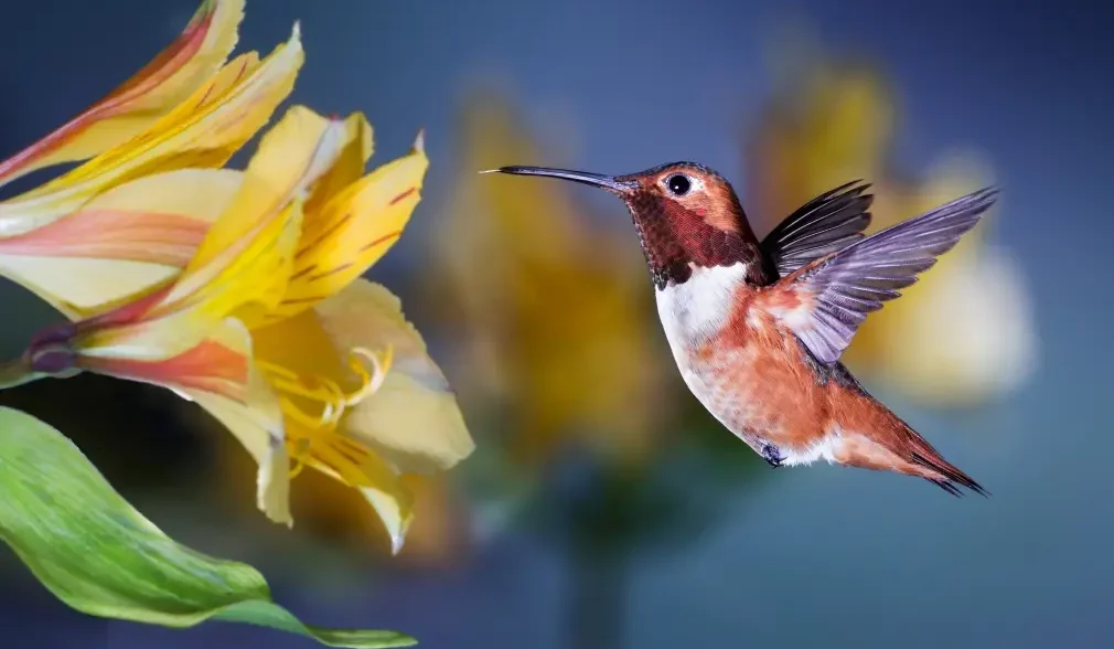 La fascinante vida de un colibrí hembra