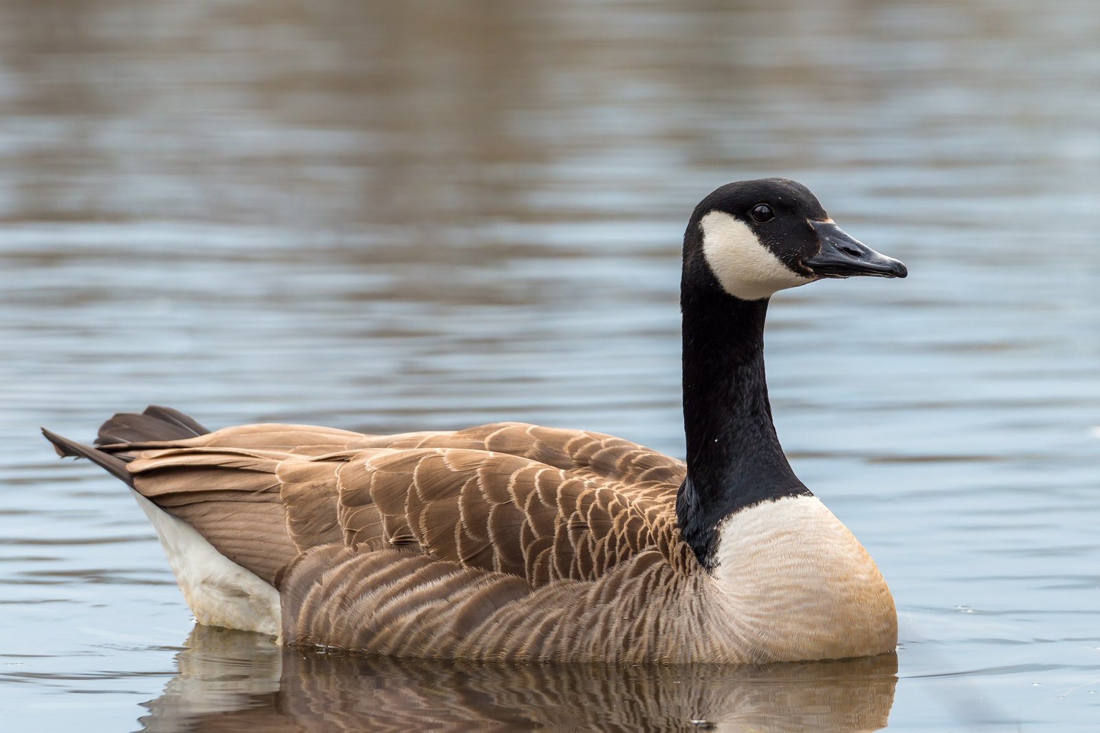 Barnacla canadiense grande (Branta canadensis)