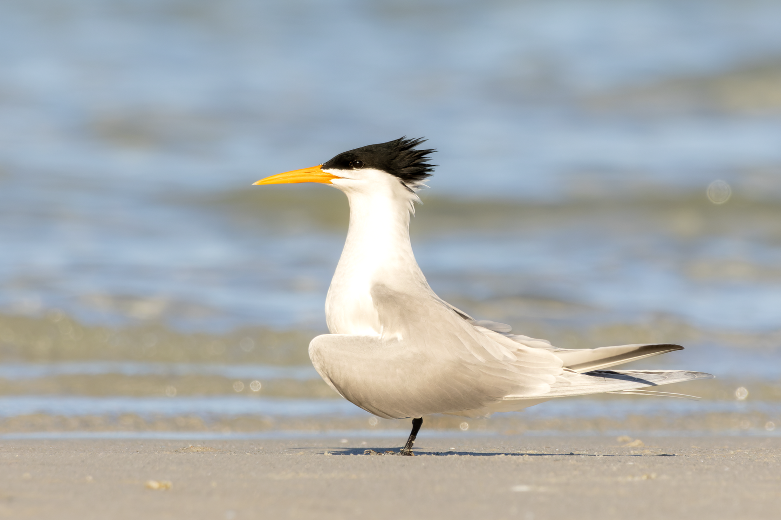 Charrán bengalí (Thalasseus bengalensis)
