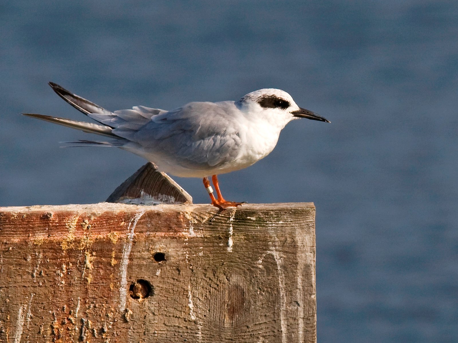 Charrán de Forster (Sterna forsteri)