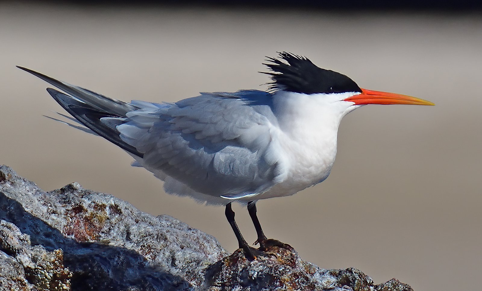 Charrán elegante (Thalasseus elegans)