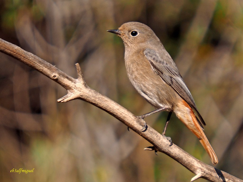 Colirrojo tizón (Phoenicurus ochruros)