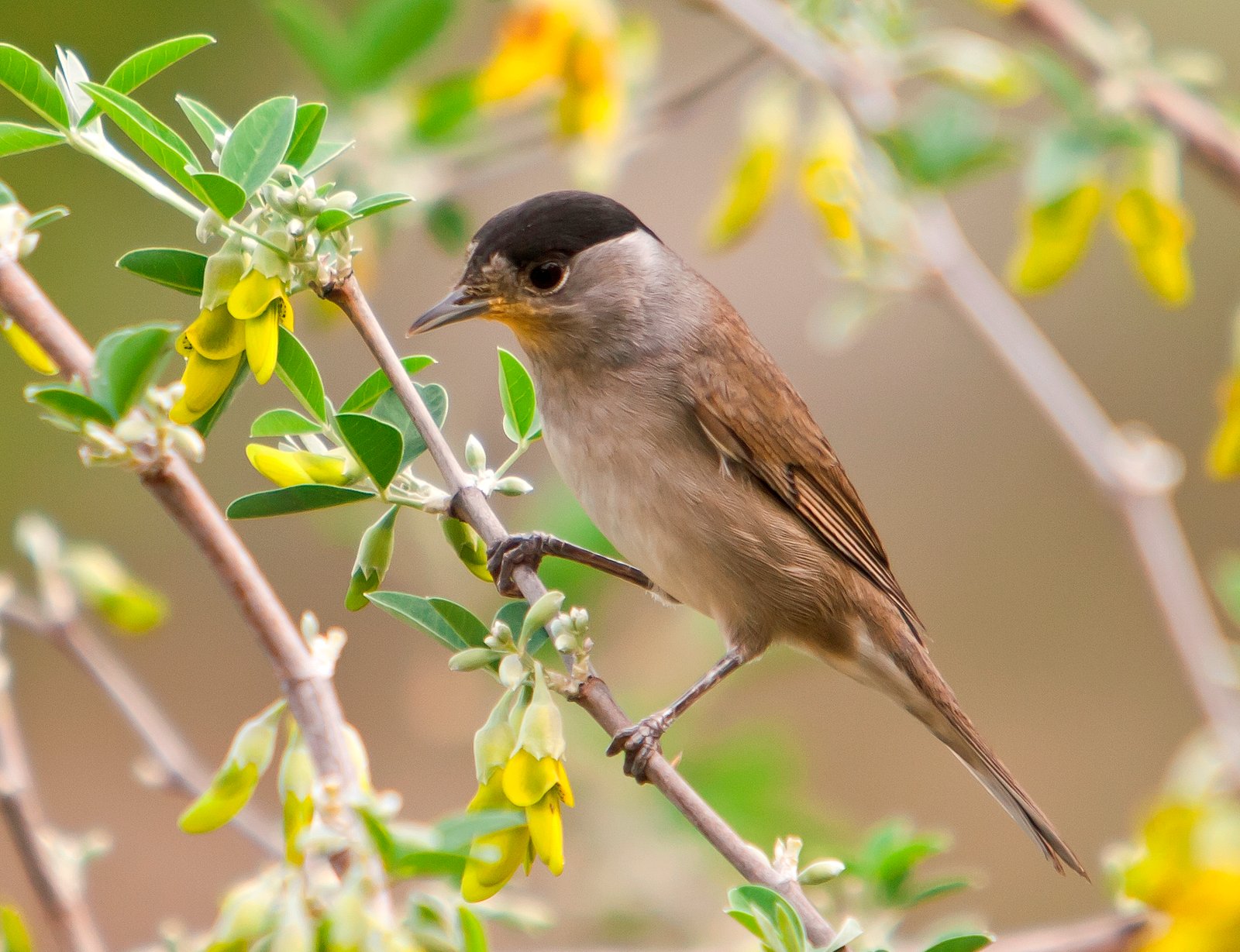 Curruca capirotada (Sylvia atricapilla)