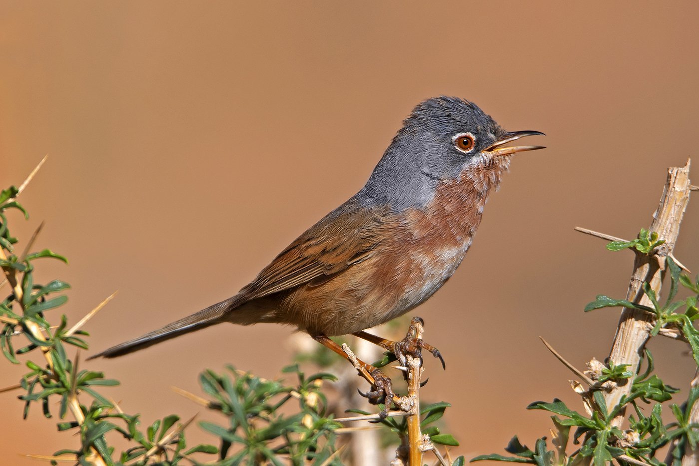 Curruca del Atlas (Curruca deserticola)
