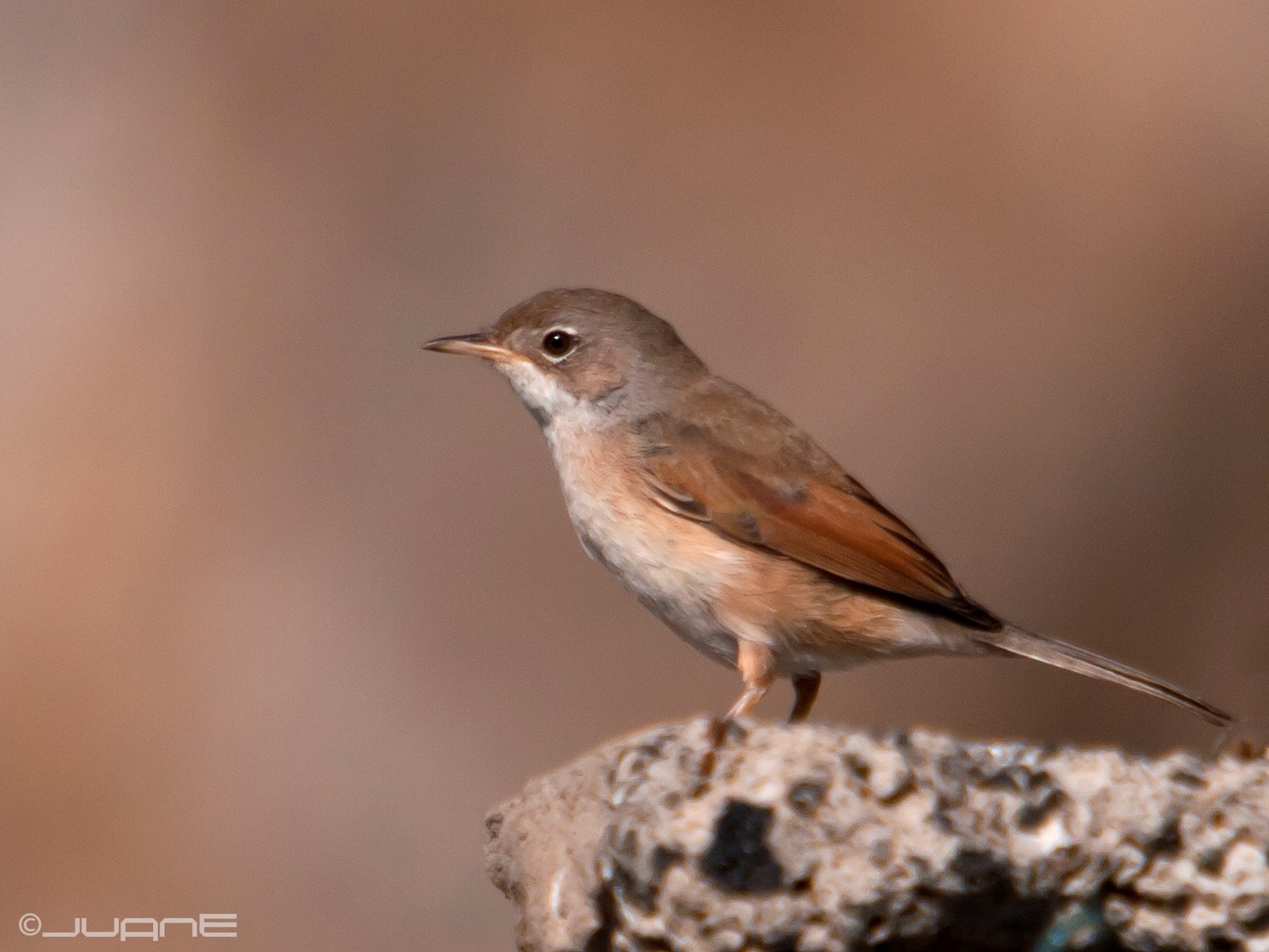 Curruca tomillera (Curruca conspicillata)