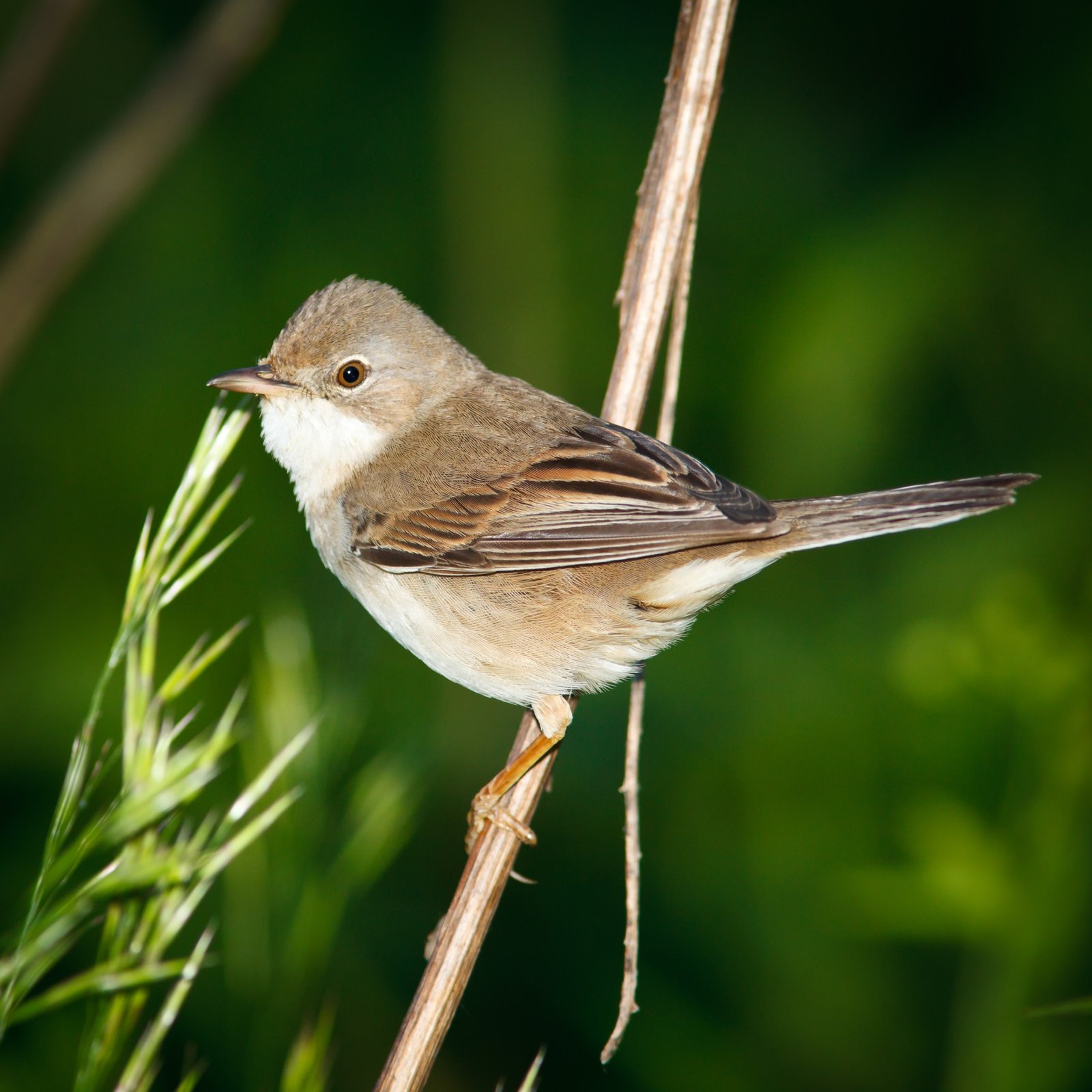 Curruca zarcera (Curruca communis)