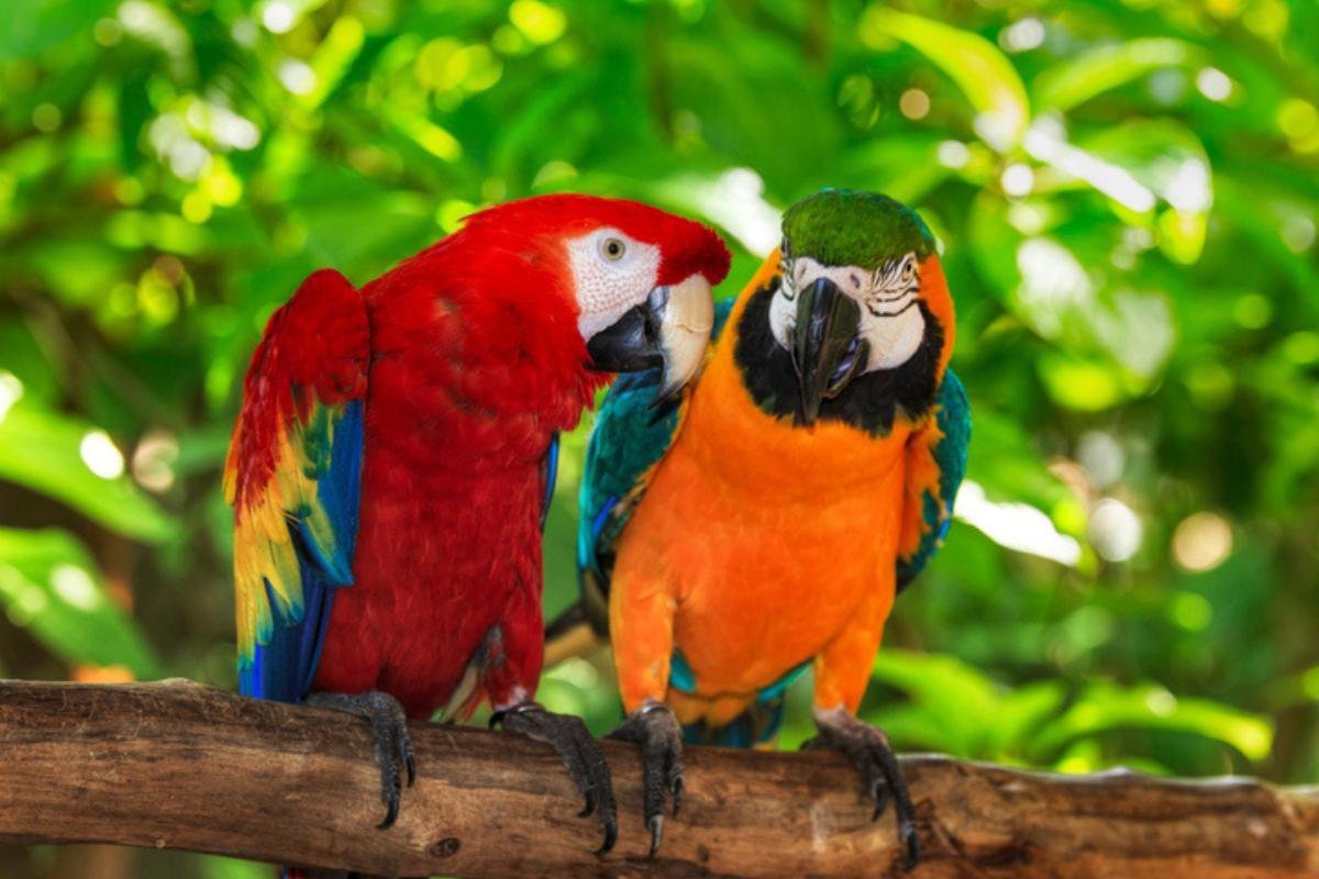 Descubriendo la Vida de los Loros: Longevidad y Factores de Salud