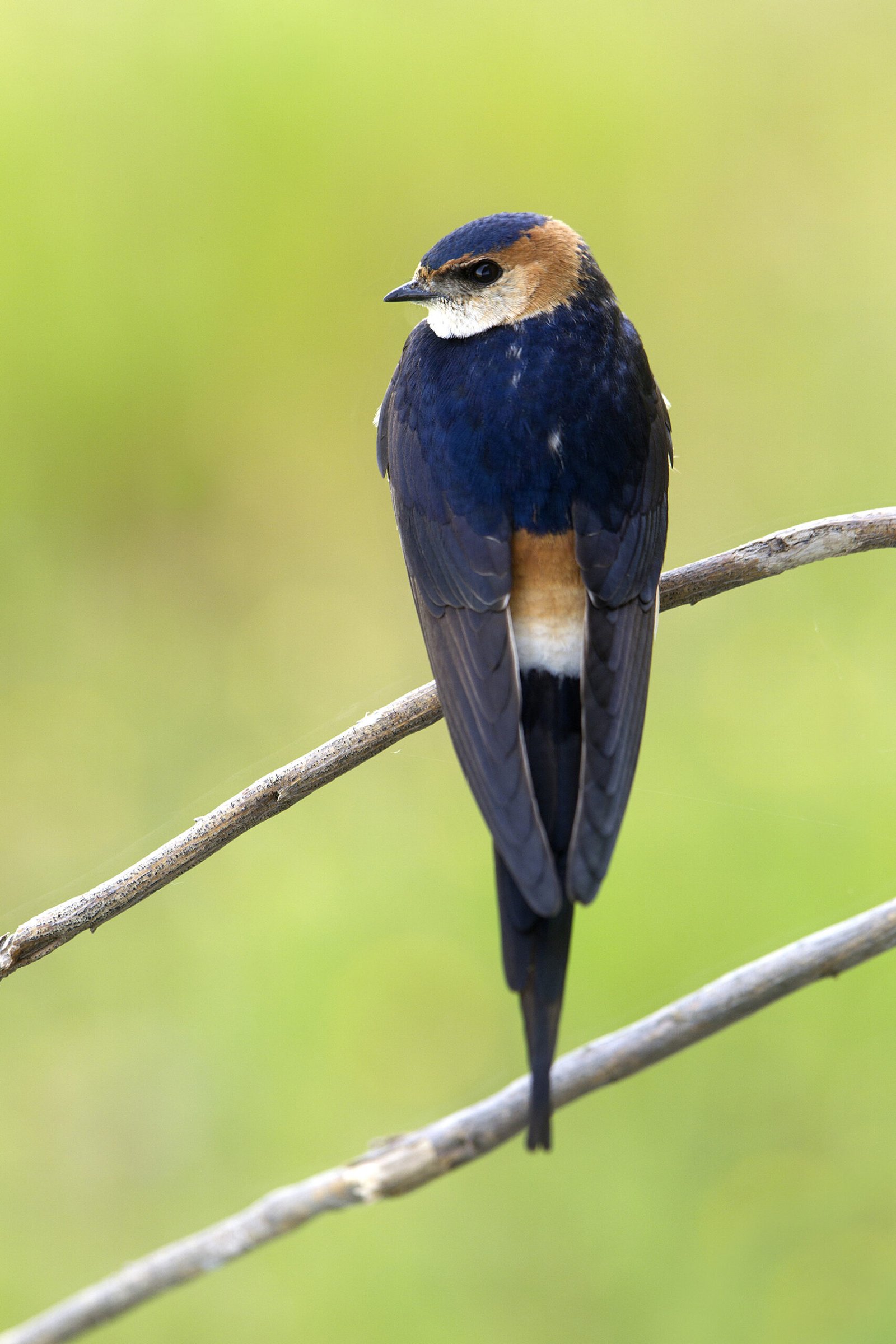 Golondrina dáurica (Cecropis daurica)