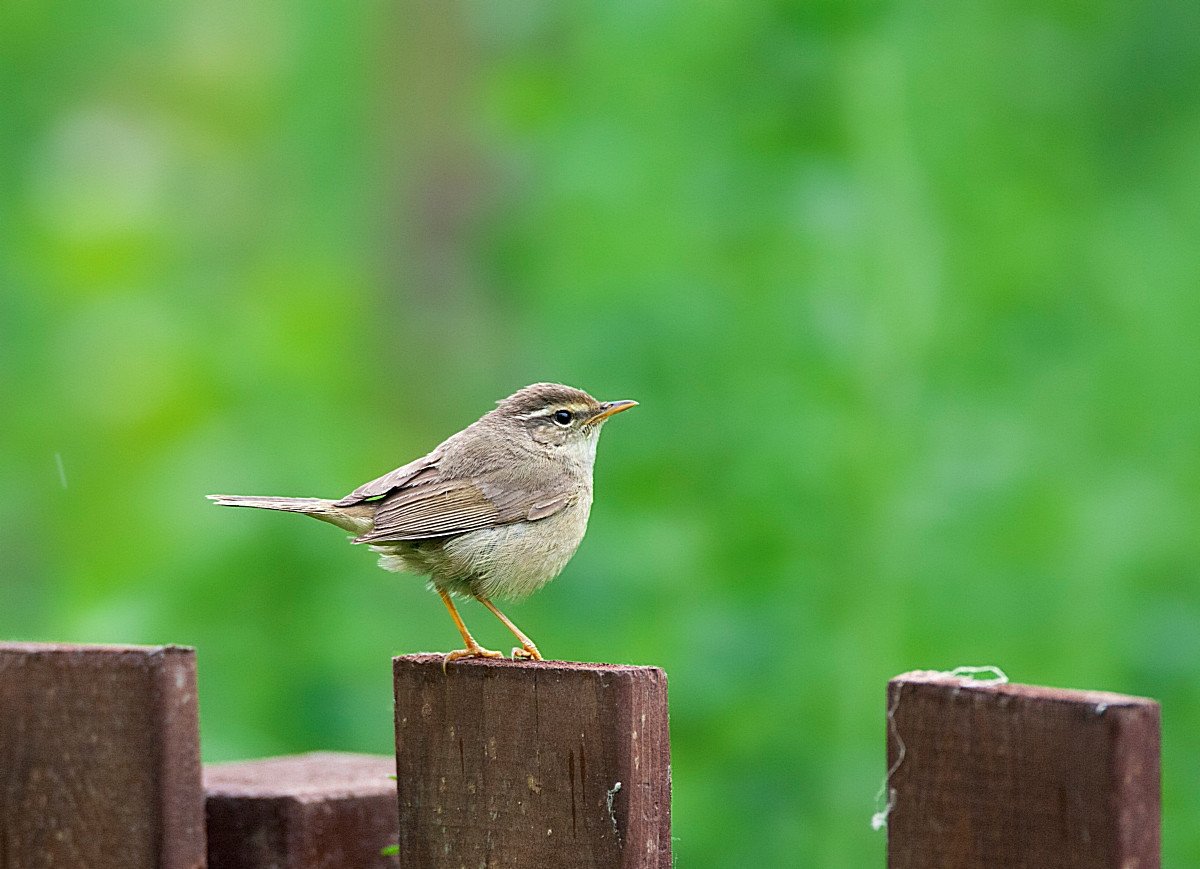 Mosquitero de Schwarz (Phylloscopus schwarzi)