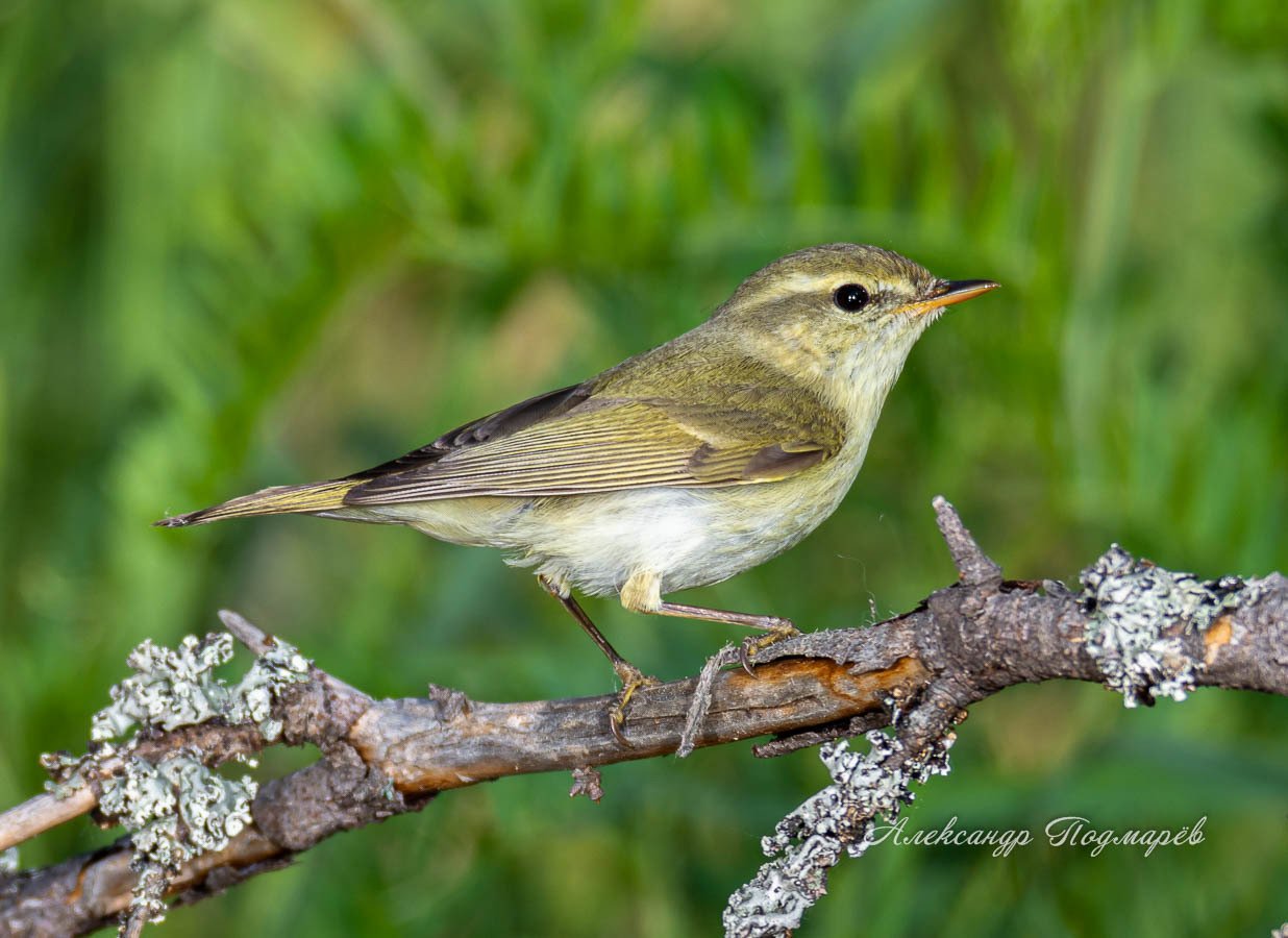 Mosquitero verdoso (Phylloscopus trochiloides)