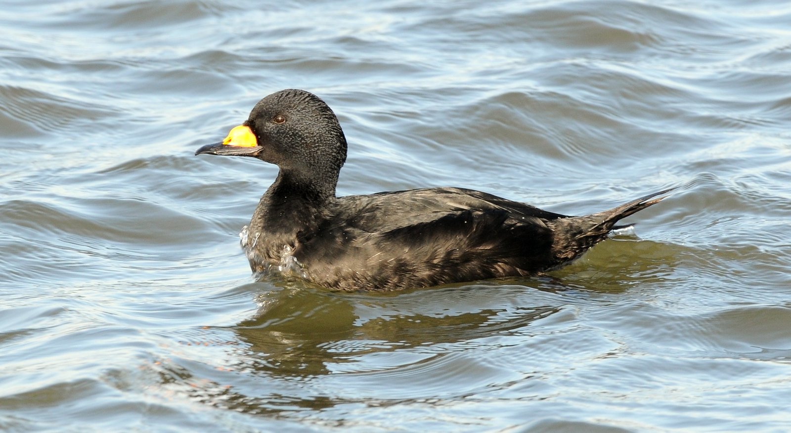 Negrón americano (Melanitta americana)
