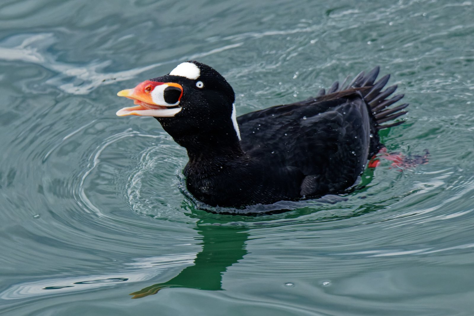 Negrón careto (Melanitta perspicillata)