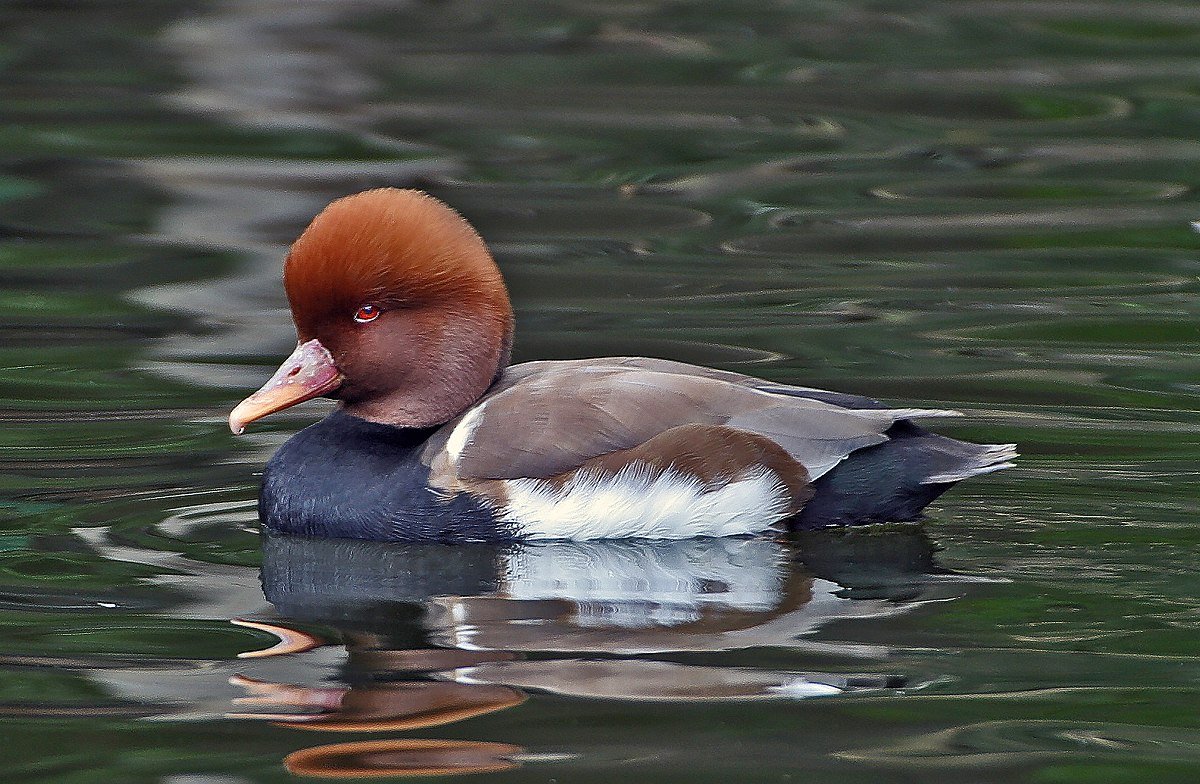 Pato colorado (Netta rufina)