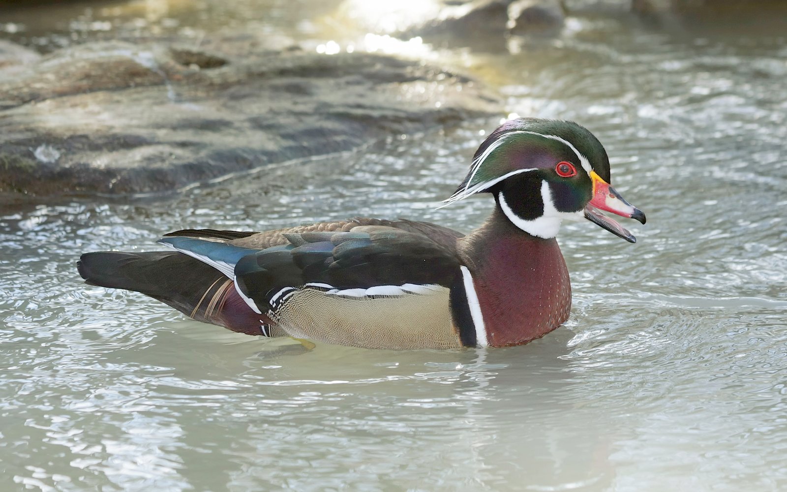 Pato joyuyo (Aix sponsa)