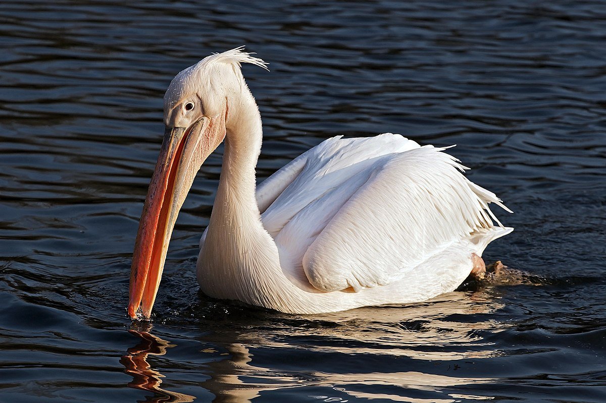 Pelícano común (Pelecanus onocrotalus)