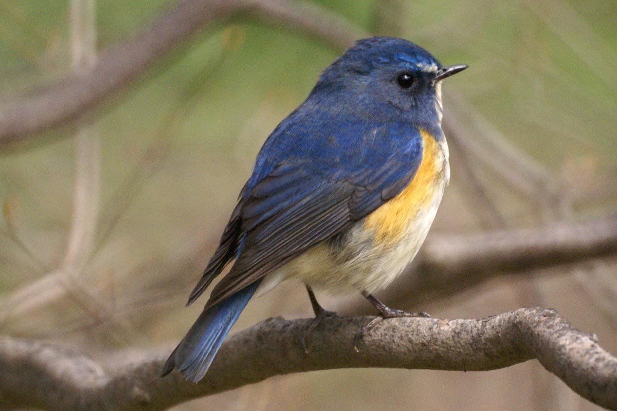 Ruiseñor coliazul (Tarsiger cyanurus)