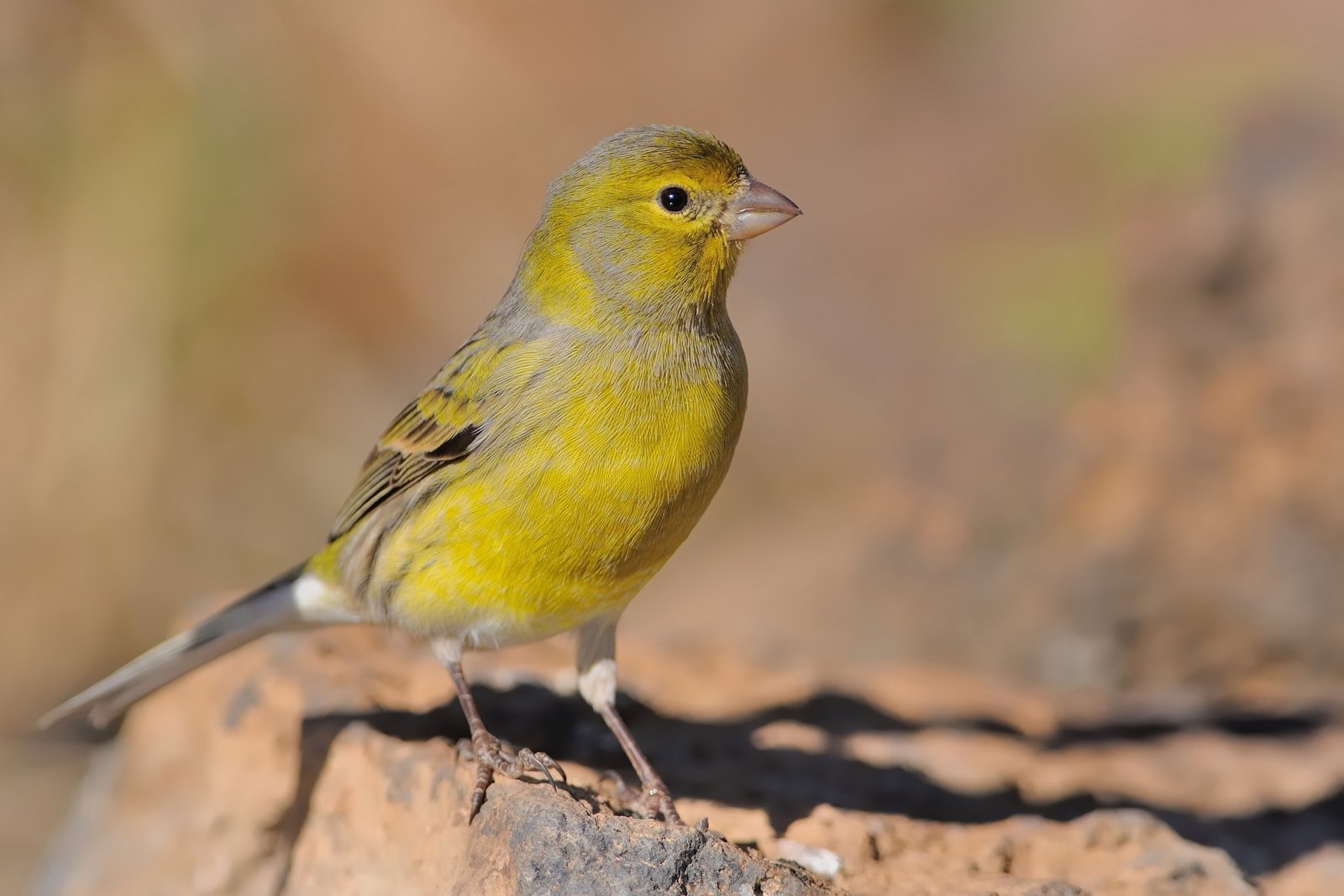 Serín canario (Serinus canaria)