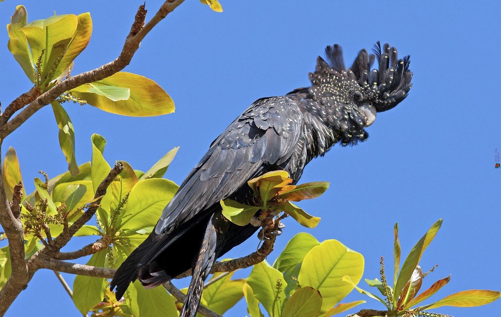 Guía Completa sobre la Cacatúa De Palma Negra