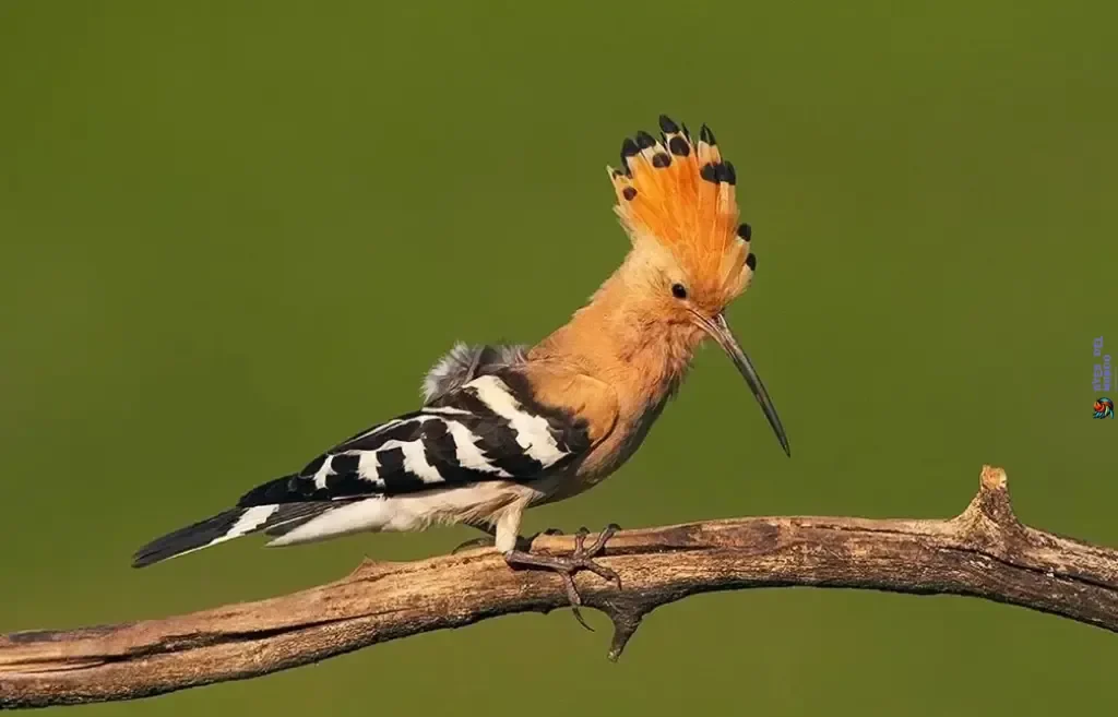 Discover the Fascinating World of Hoopoes!