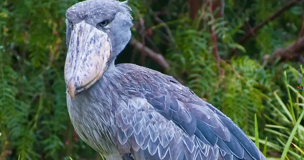 What is the name of the prehistoric bird?