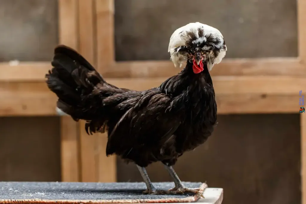 Polish Chicken Facts and Care Guide