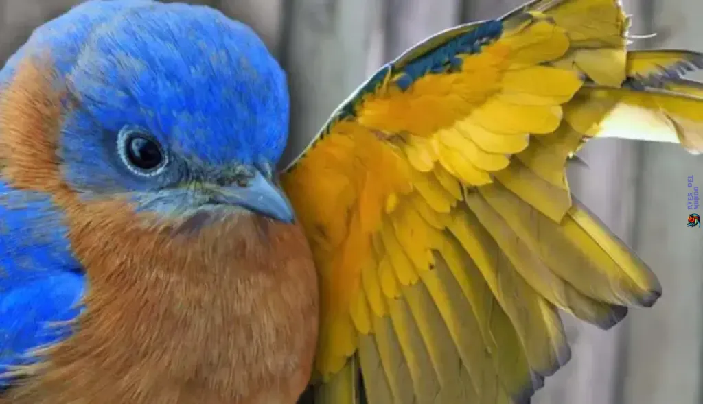 ¿Deberías cortarle las alas a tu pájaro?