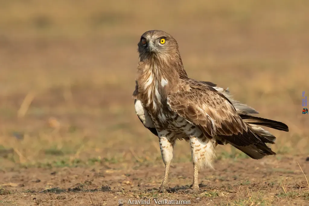 Short-toed Snake Eagle-Circaetus gallicus