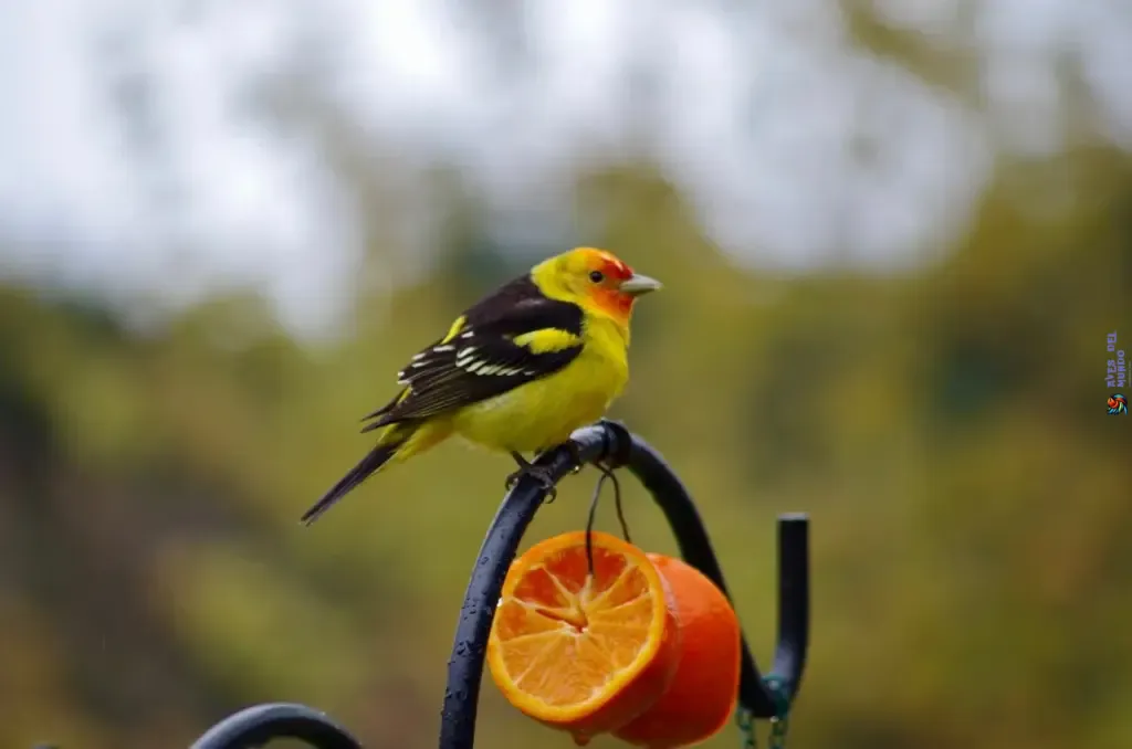 Beginner’s Guide to Feeding Wild Birds: What You Should Know