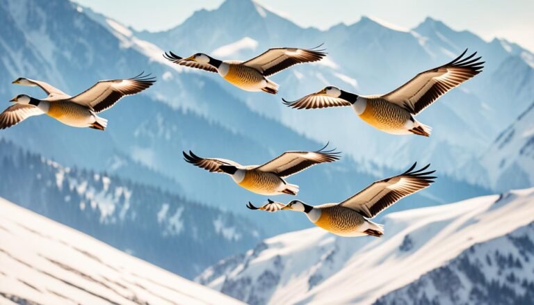 Which birds travel greater distances and why?
