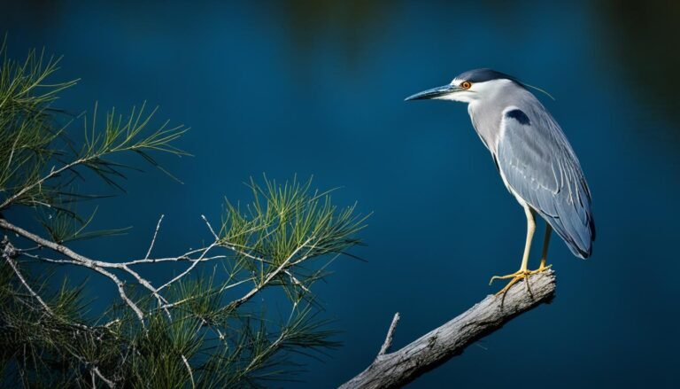 Nocturnal Birds: Species Names You Should Know
