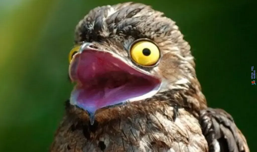 Discover the Mysterious Urutau Bird Secrets