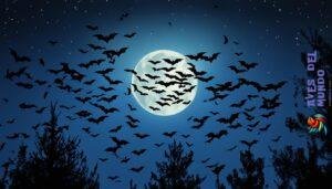 Understanding Bat Animal Behavior & Habitat