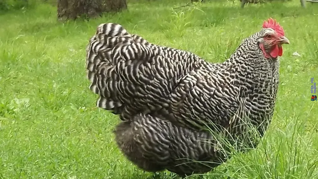 Plymouth Rock Chicken: Discover Their Unique Charm And Benefits