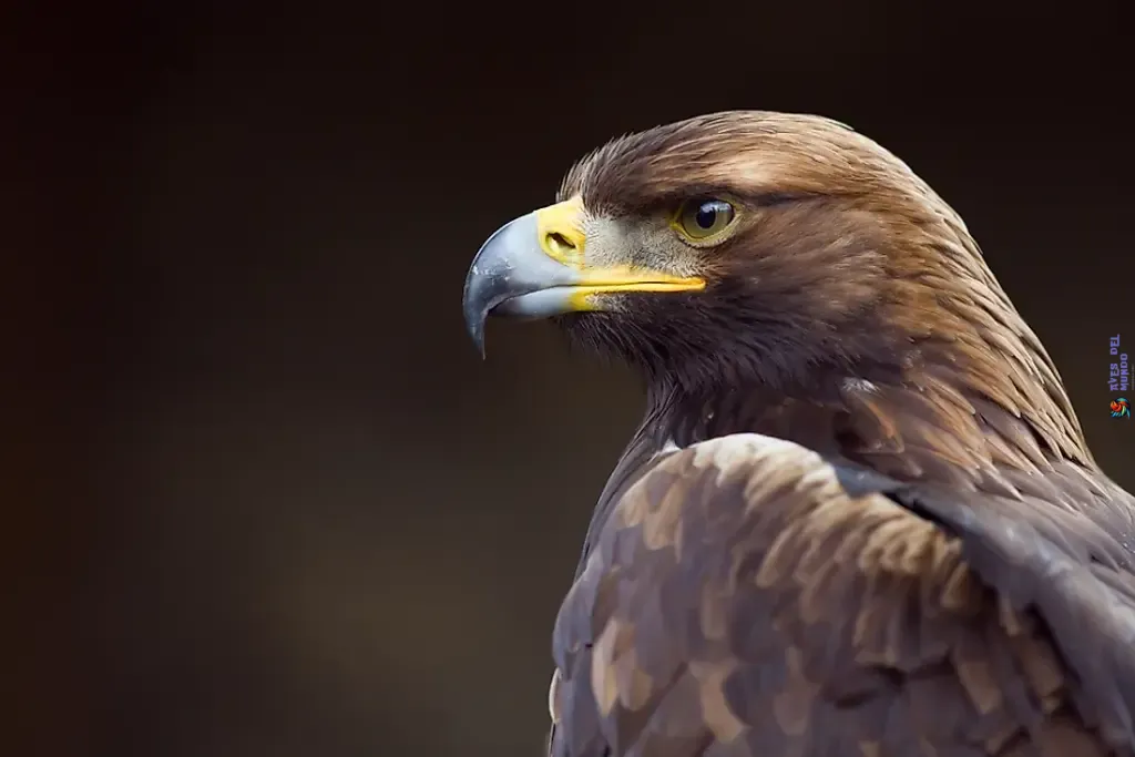 The National Bird of Germany: The Golden Eagle