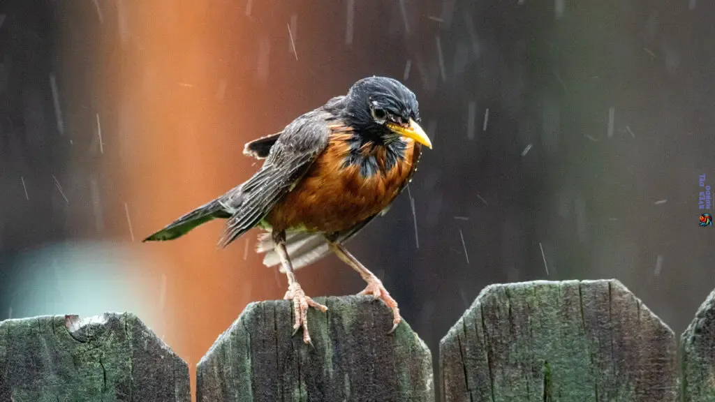 Where Do Birds Go When It Rains? A Birdwatcher’s Guide